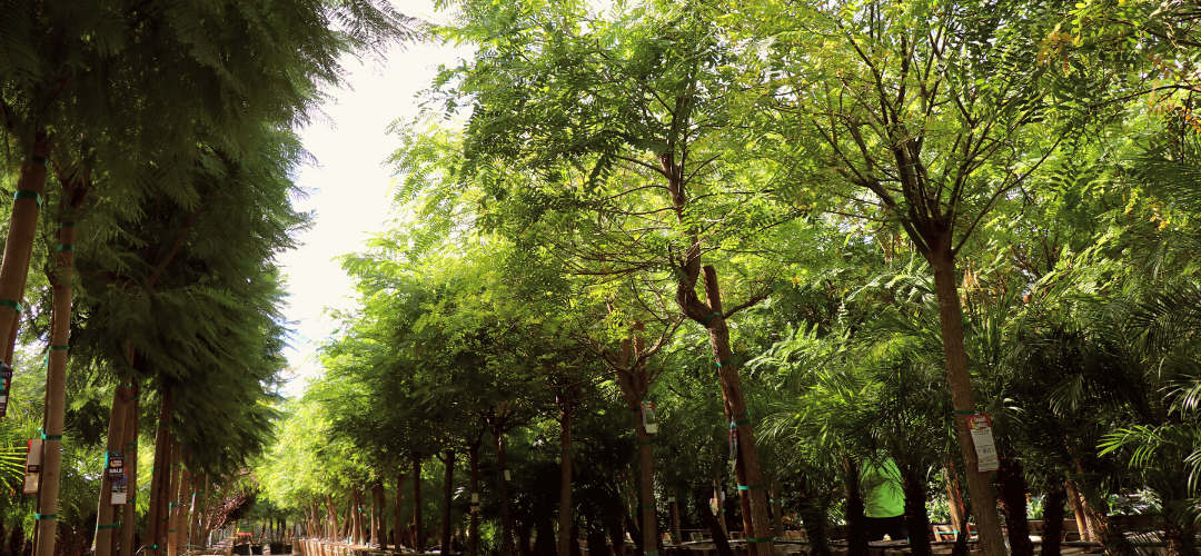 The Moon Valley Difference - Locally-Owned, Locally-Grown